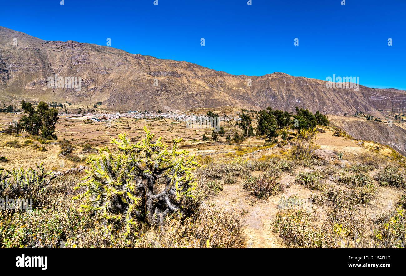 Cactus plants at the Colca Canyon in Peru Stock Photo - Alamy