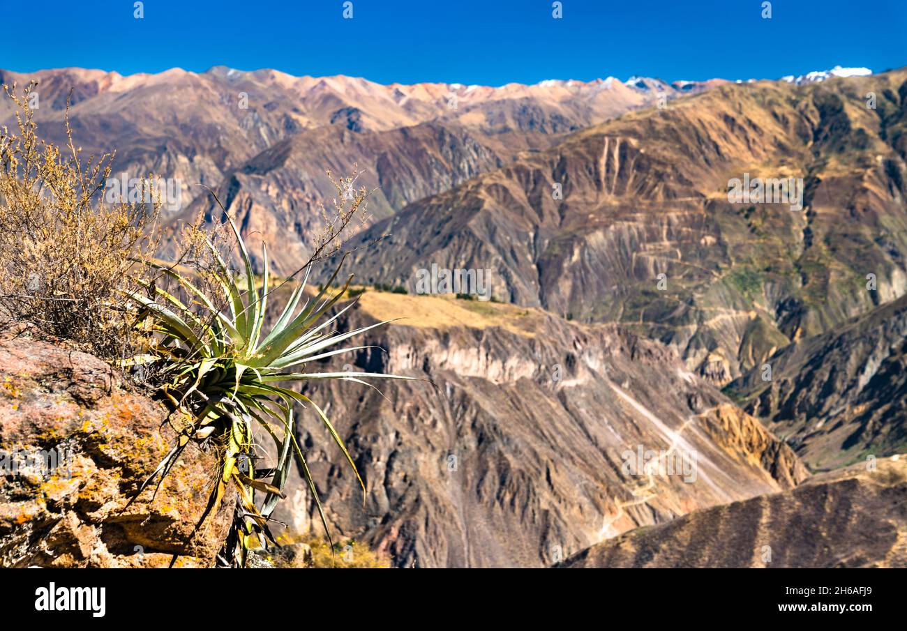 Andean scenery peru hi-res stock photography and images - Alamy