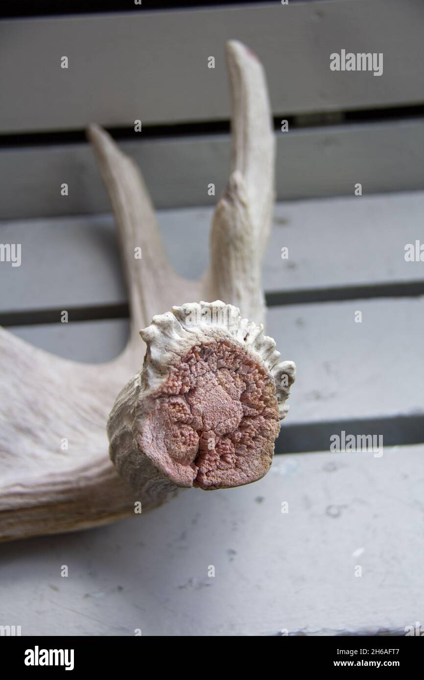 A close-up shot of a deer antler horn dry rough texture Stock Photo - Alamy