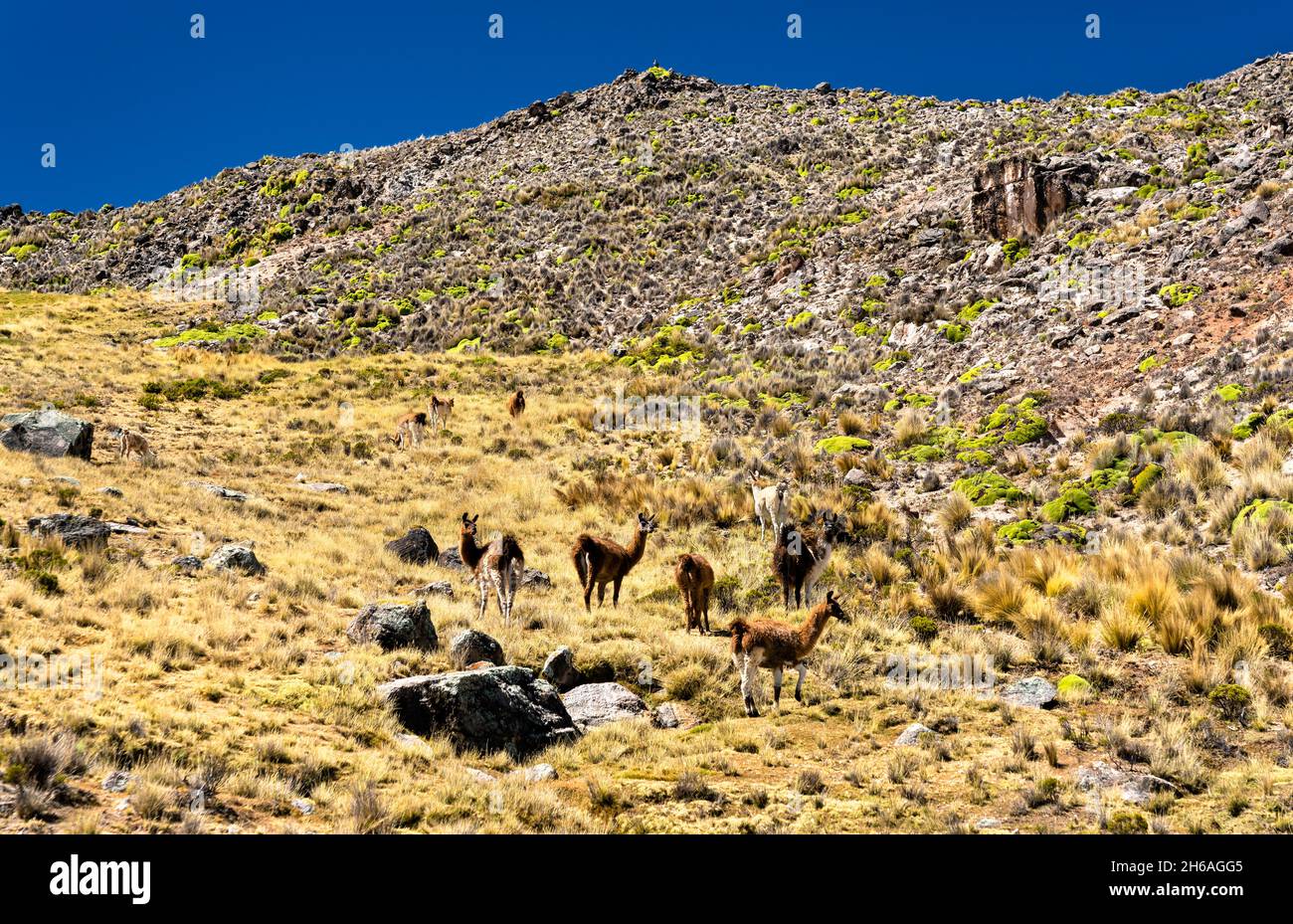 Llamas in the Peruvian Andes Stock Photo - Alamy
