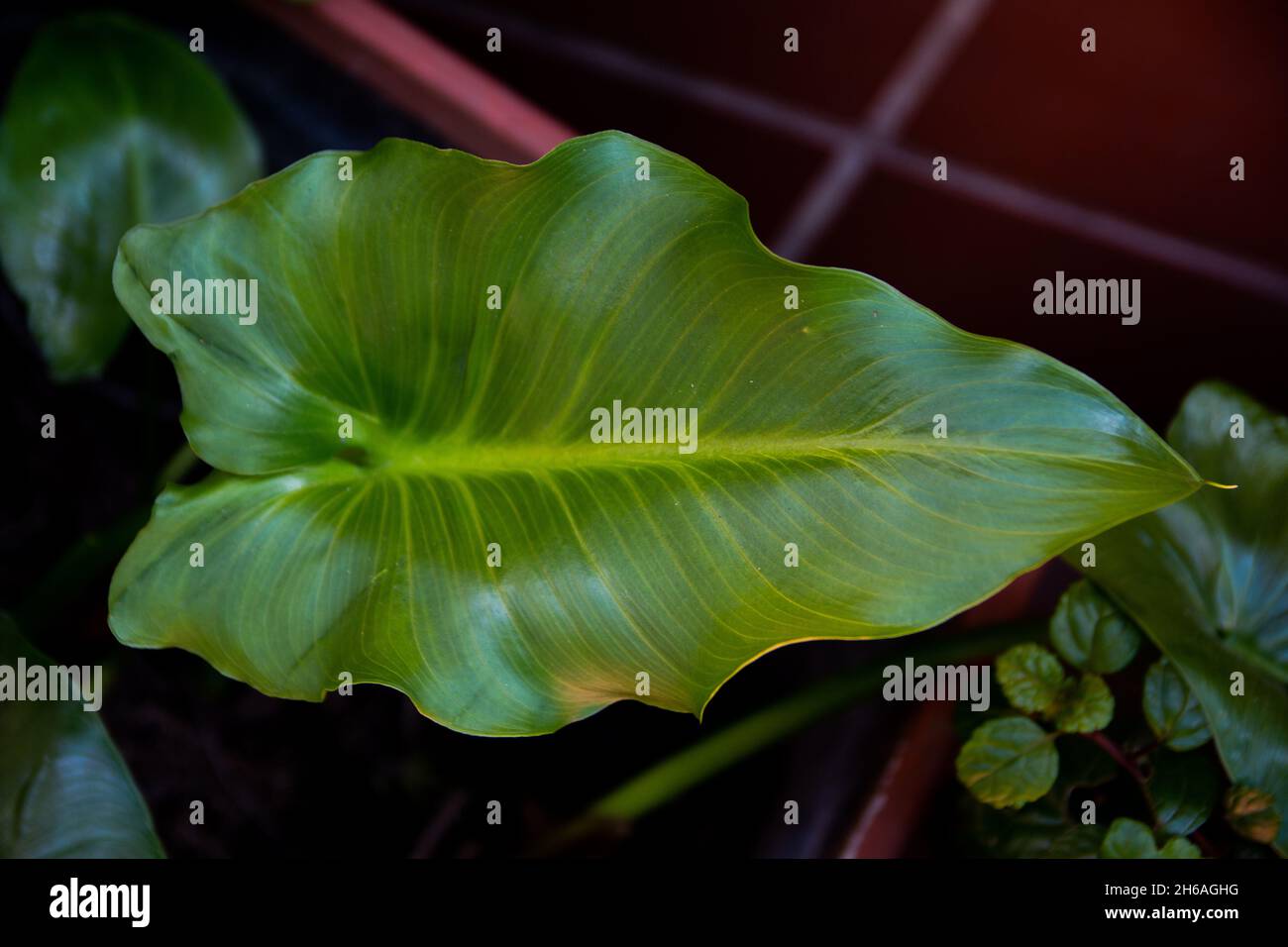 A closeup top view of a growing big green leaf plant Stock Photo - Alamy