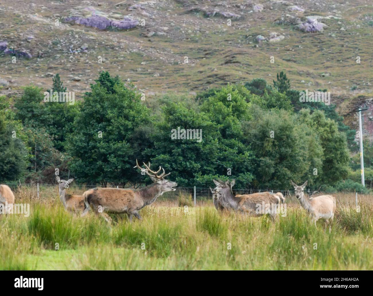 Young stag near a village hi-res stock photography and images - Alamy