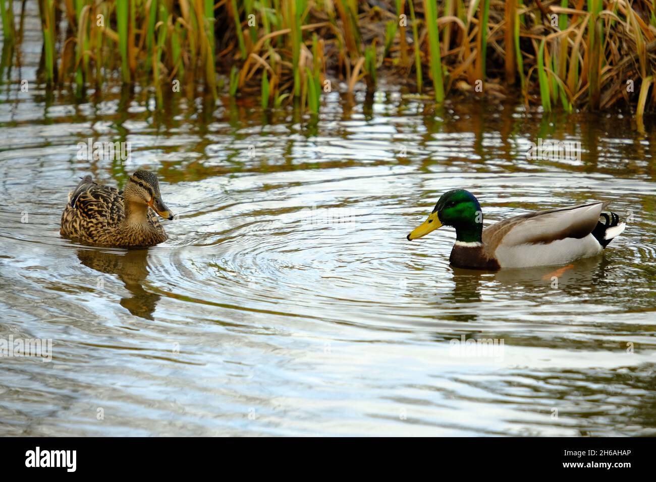 A colour photograph of a pair of mallard ducks - a duck and a drake ...