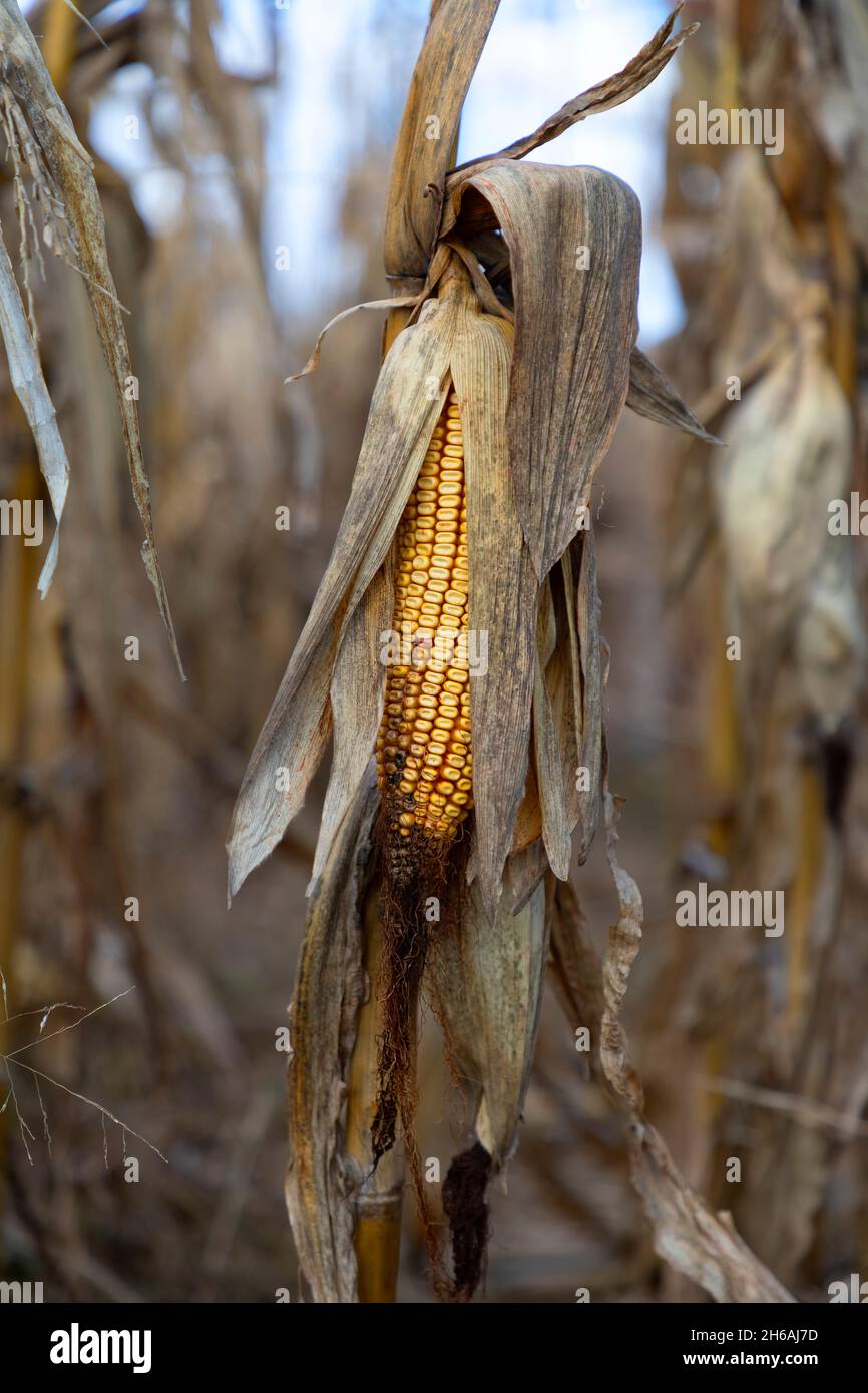 Corn on cob canada hi-res stock photography and images - Alamy