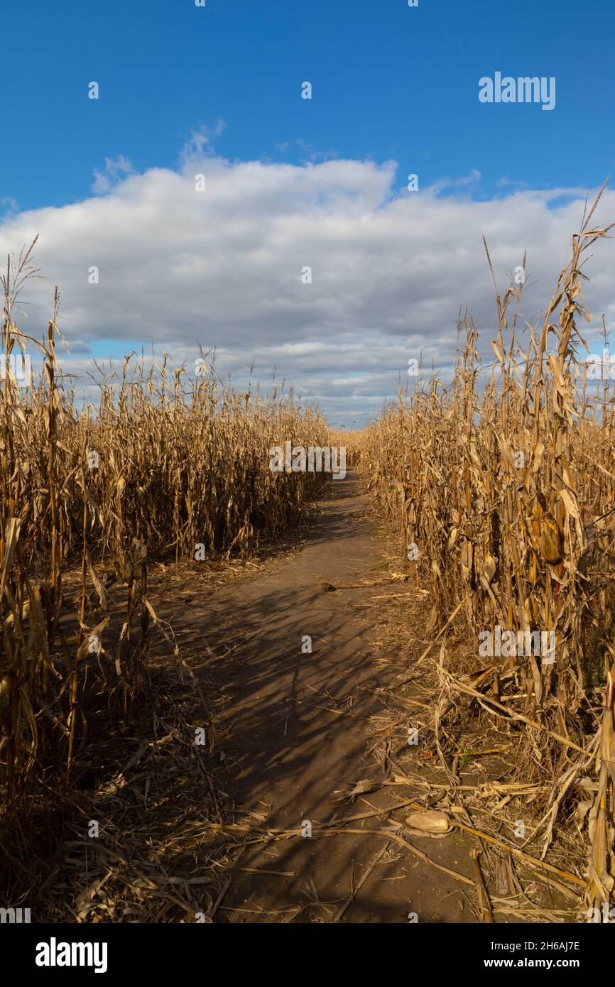 Corn maze on a farm in Ontario Canada Stock Photo - Alamy