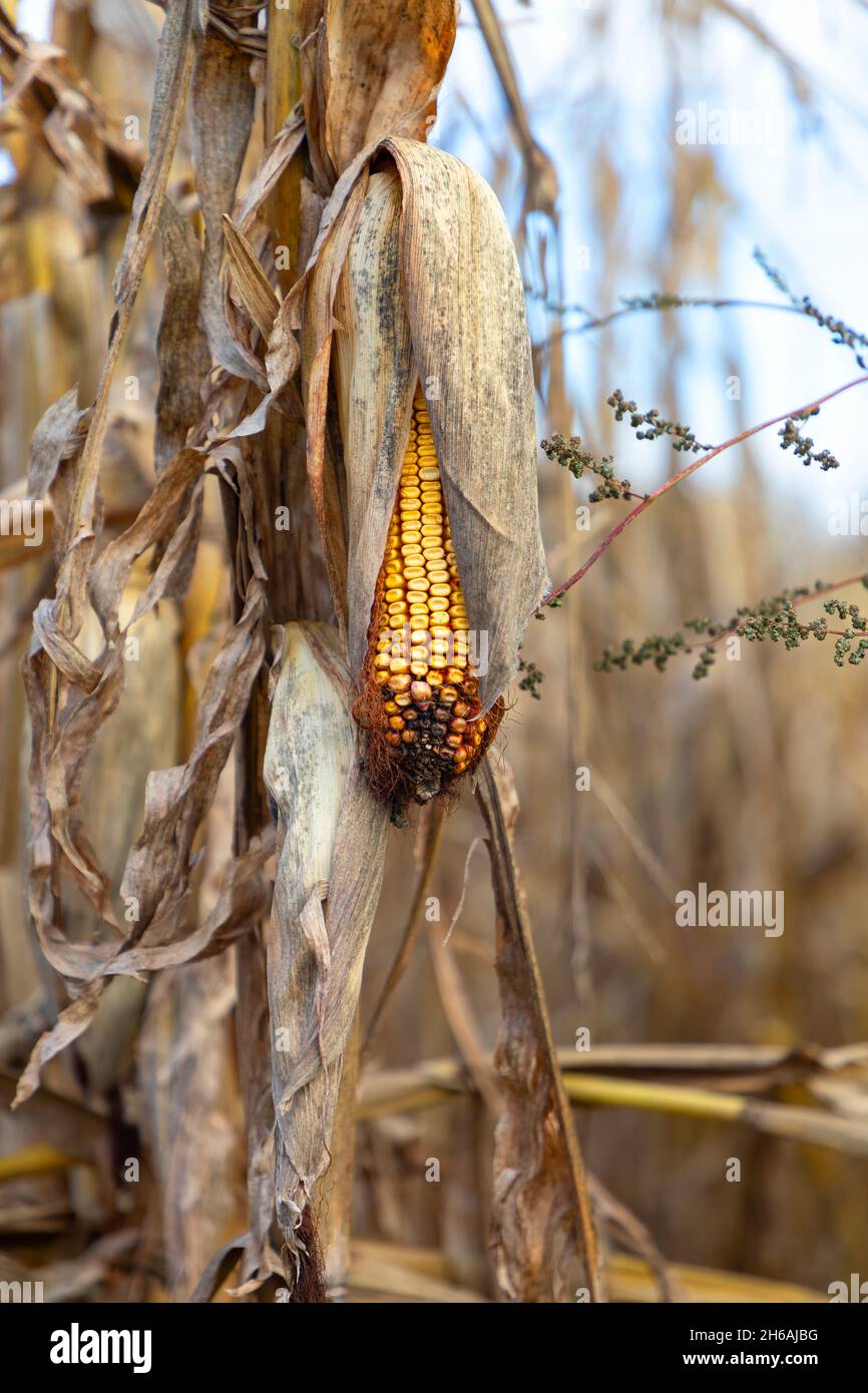 Corn on cob canada hi-res stock photography and images - Alamy