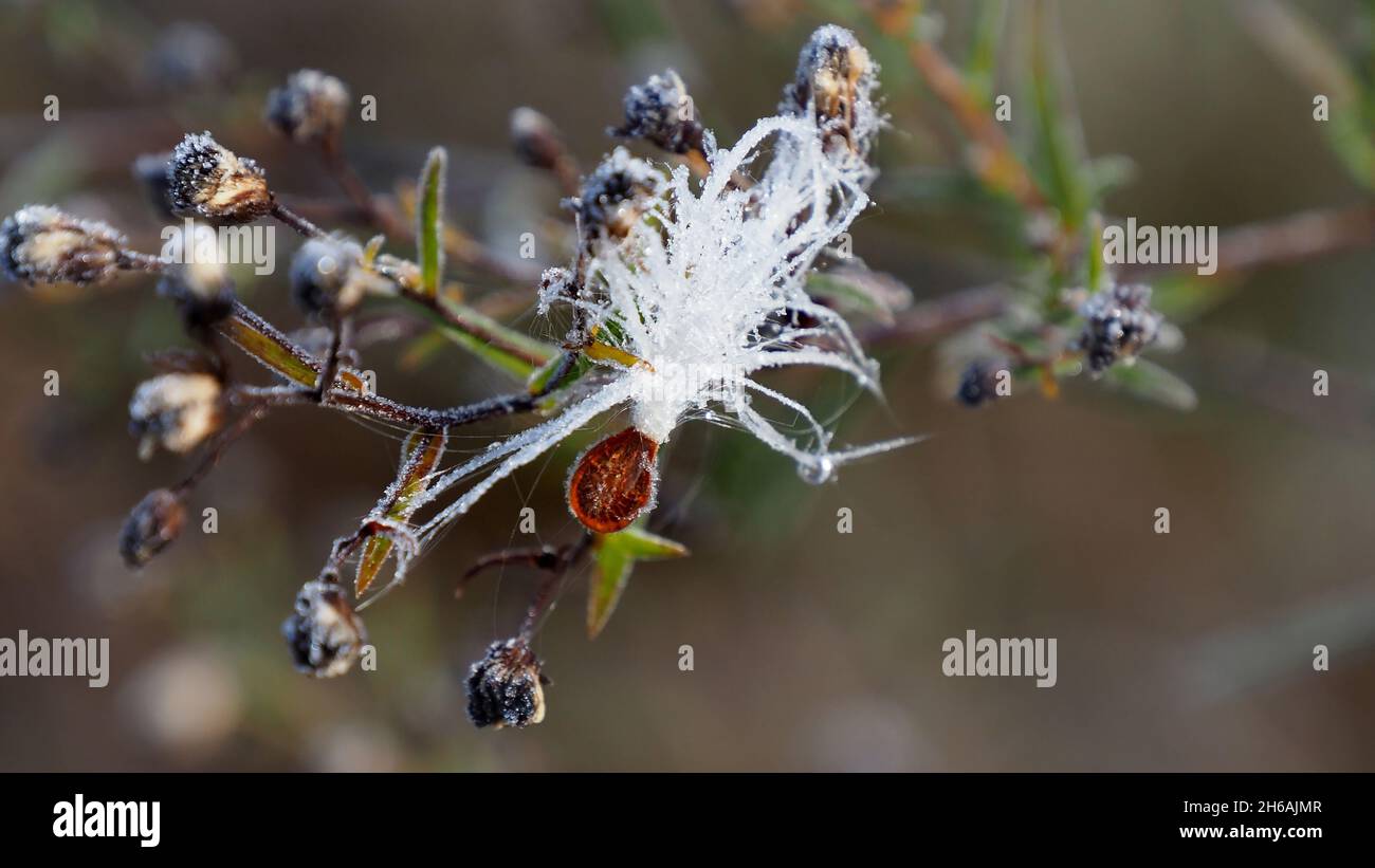 Cold seed hi-res stock photography and images - Alamy
