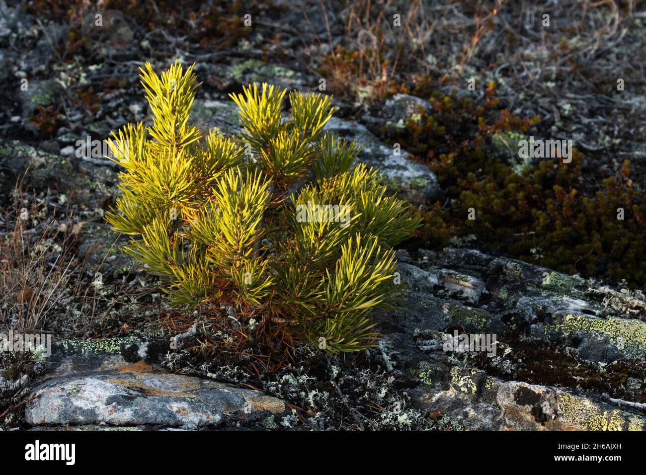 Lonely small Scotch pine during an autumn evening in Urho Kekkonen ...