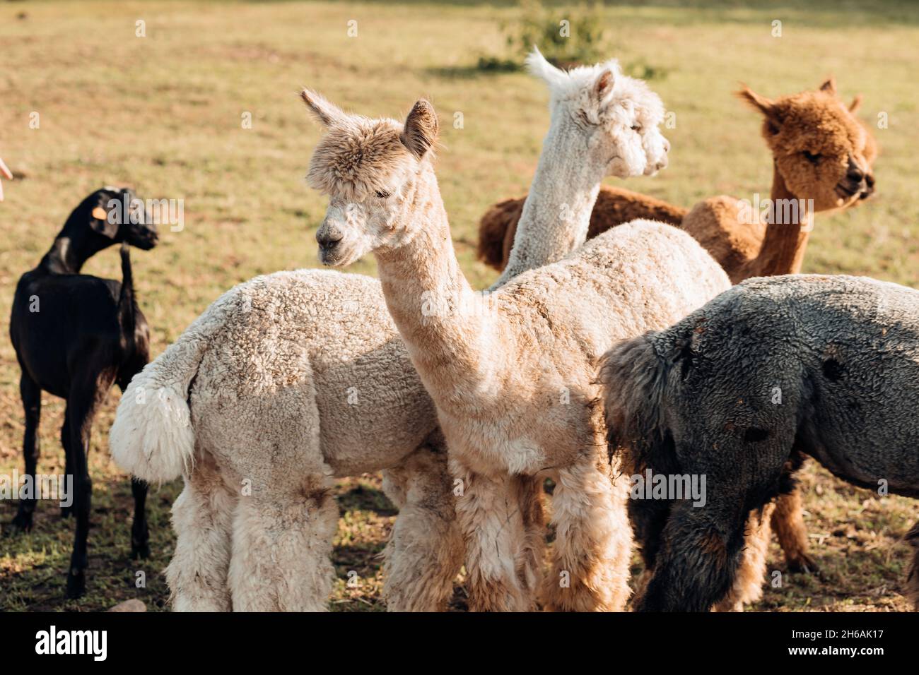 Group of alpacas in field hi-res stock photography and images - Alamy