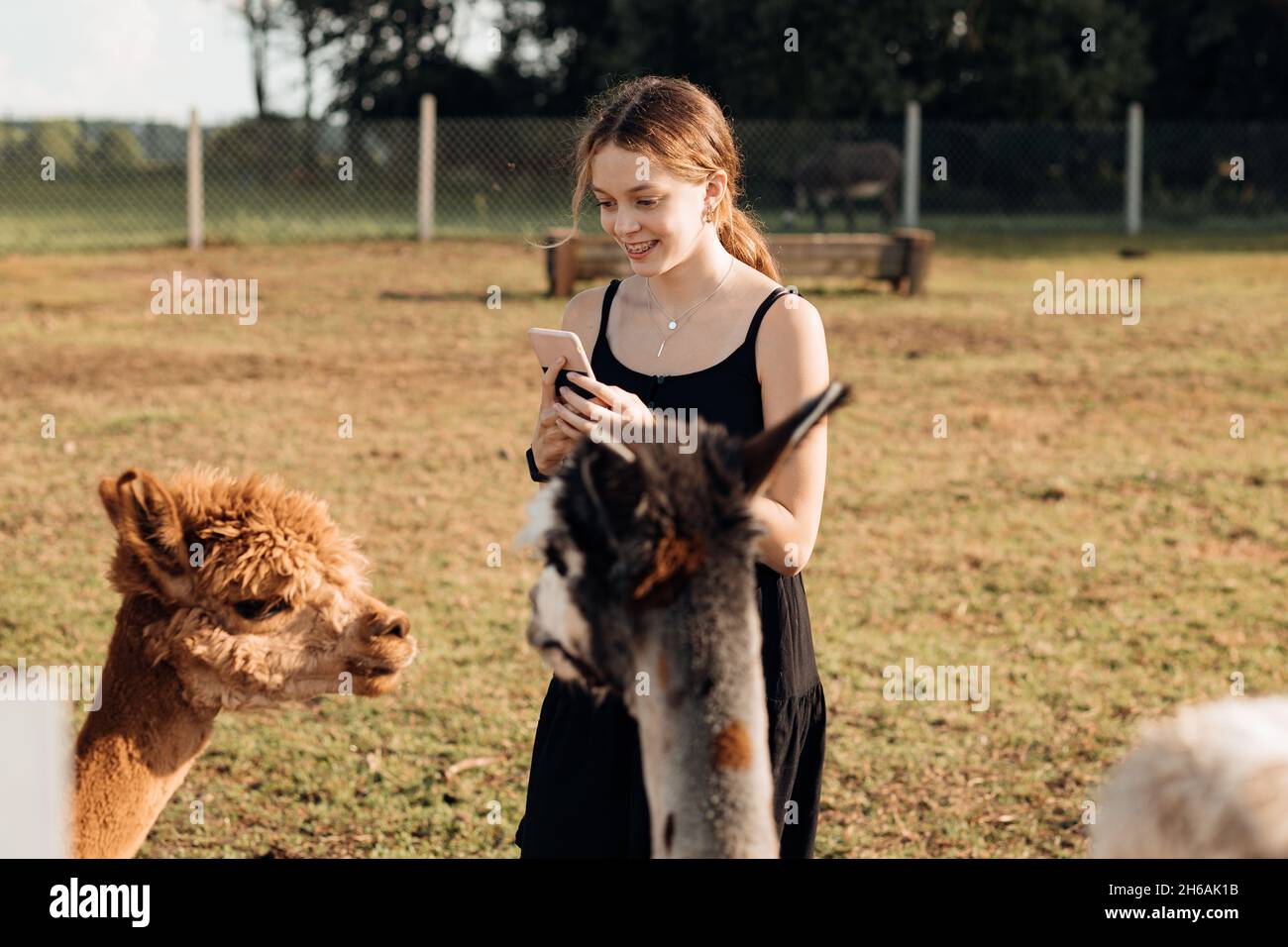 Young tourist girl takes pictures of alpacas on farm during holidays ...