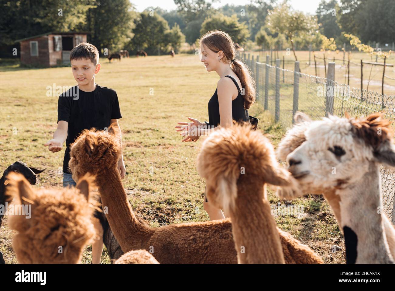 Two teenagers have fun on farm talking with alpacas. Agricultural ...