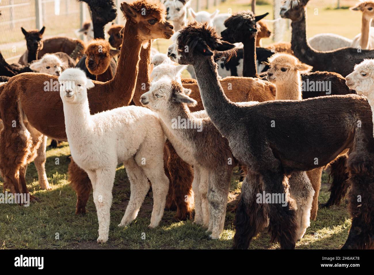 Herd of alpacas of different colors standing next to each other on farm ...