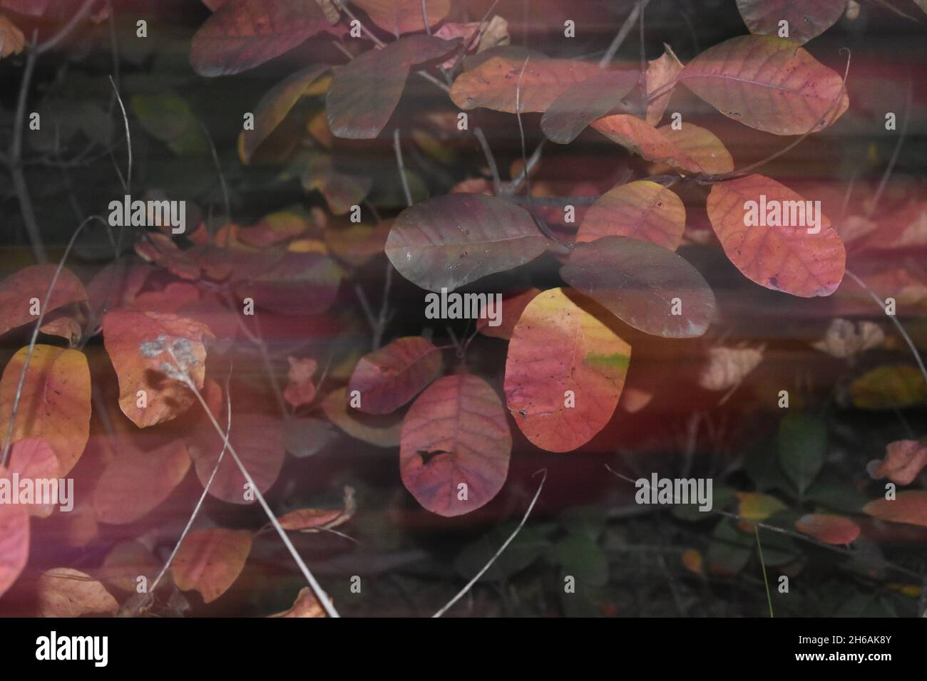 A top view shot of shrubs with colorful autumn leaves. Ground covered ...