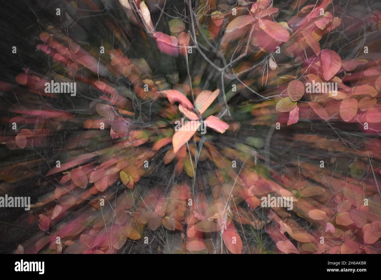 A top view shot of shrubs with colorful autumn leaves. Ground covered ...