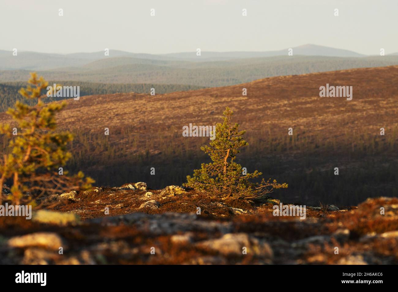 A scenery of open fells and a lonely Scotch pine during an autumn ...