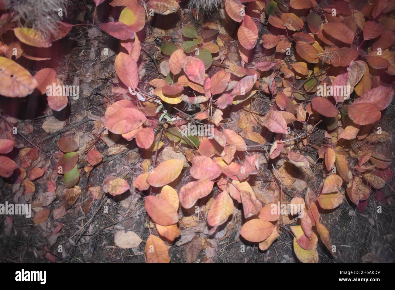 A top view shot of shrubs with colorful autumn leaves. Ground covered ...