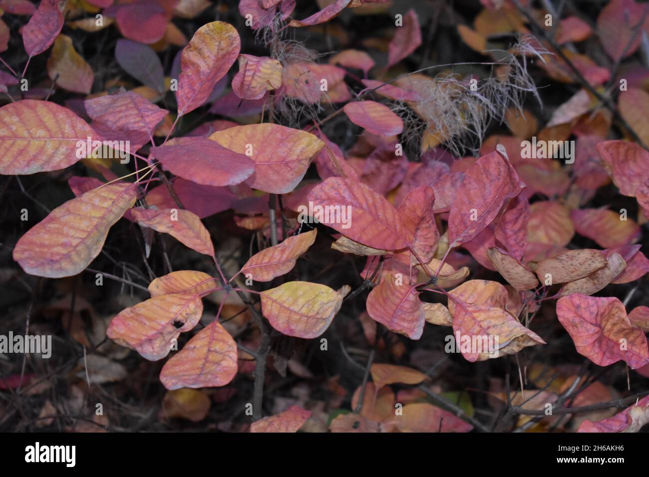 A top view shot of shrubs with colorful autumn leaves. Ground covered ...