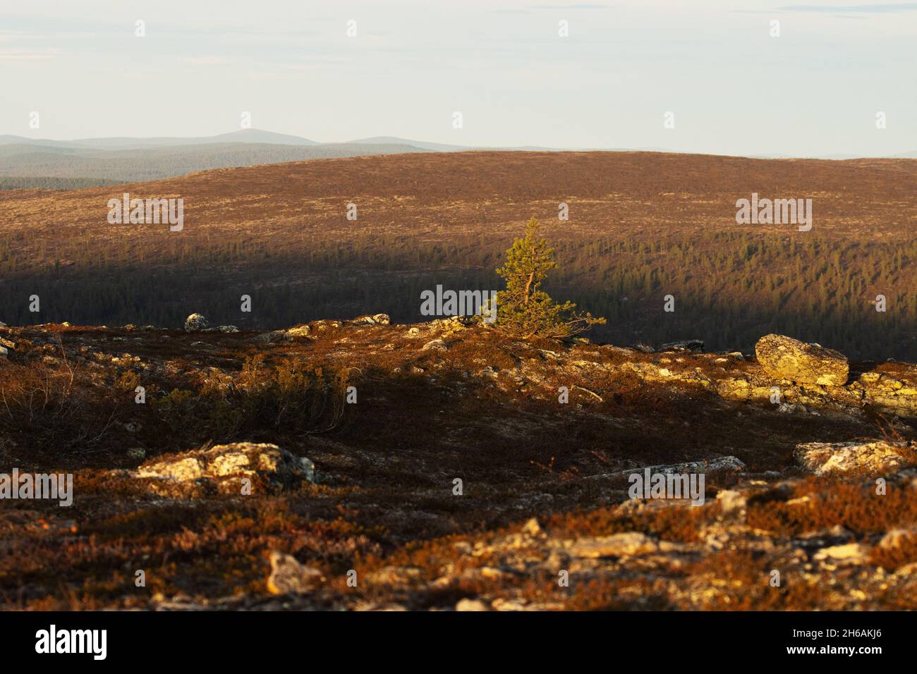 A scenery of open fells and a lonely Scotch pine during an autumn ...
