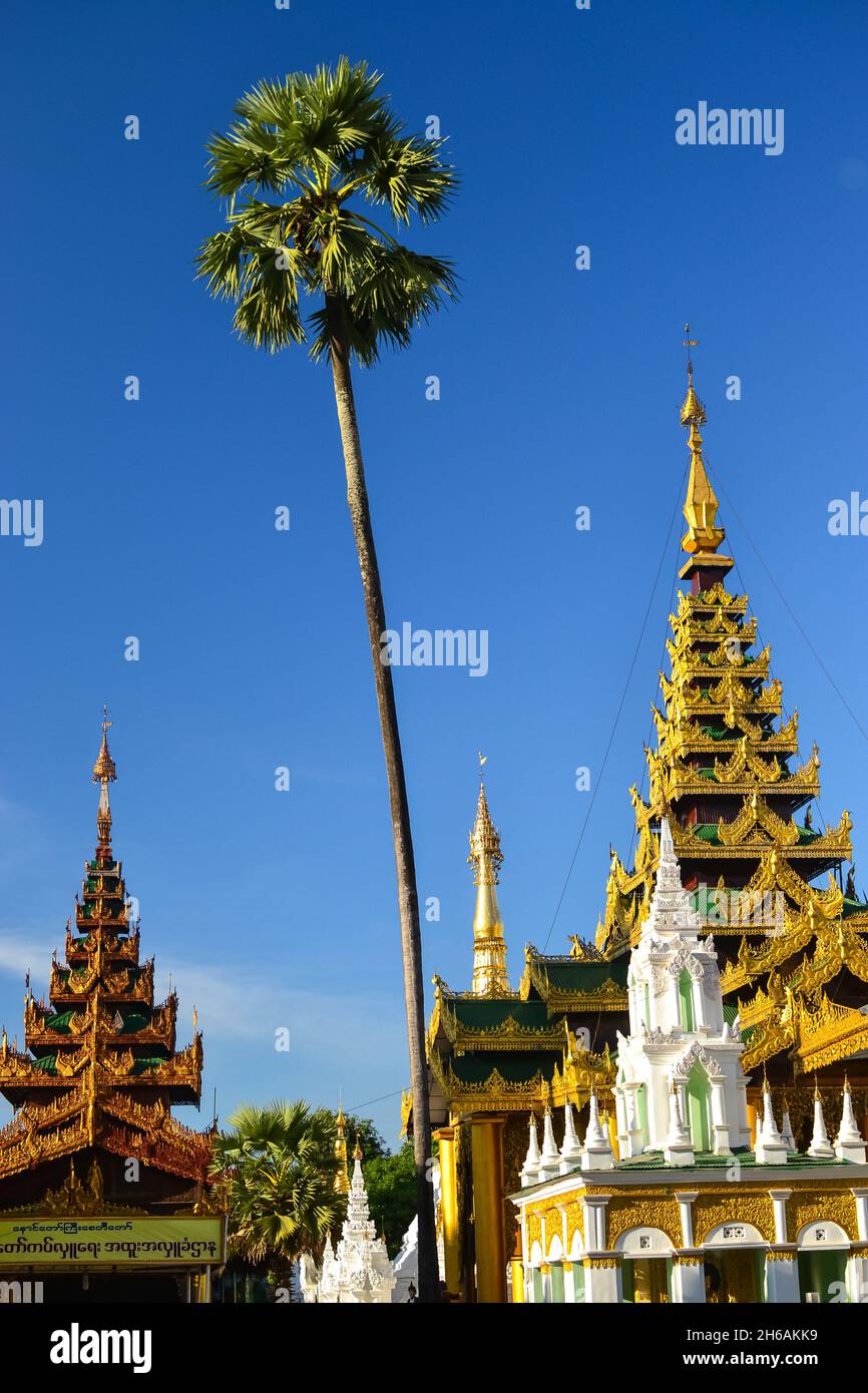 A beautiful shot of Shwedagon Pagoda, Yangon, Myanmar on the background of clear blue sky Stock ...