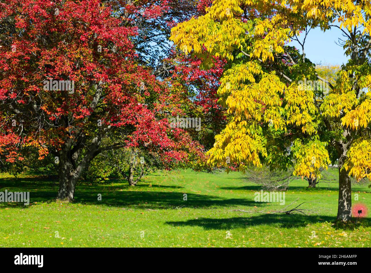 Amur maple leaves hi-res stock photography and images - Alamy