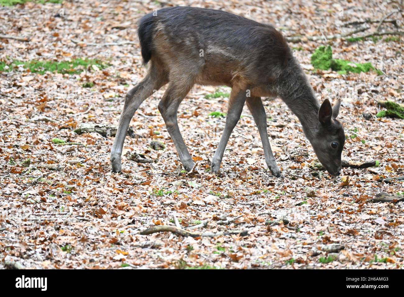 A young deer searching for food in a forestA young deer searching for ...