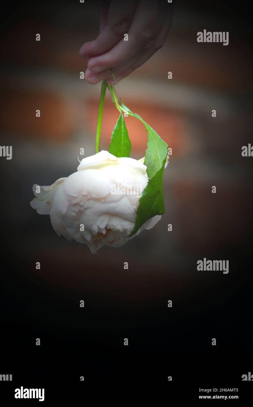 A child holding a single bloom of the Claire Austin rose (Rosa) by the ...