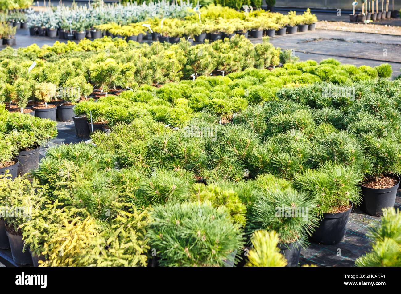 rows of young conifers in greenhouse with a lot of plants on plantation ...