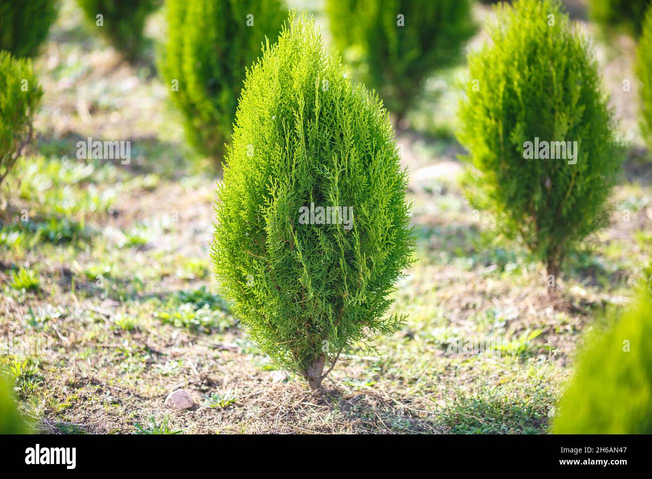 rows of young conifers in greenhouse with a lot of plants on plantation ...