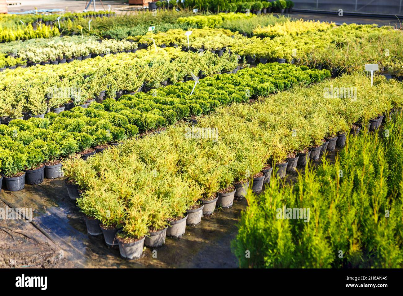 rows of young conifers in greenhouse with a lot of plants on plantation ...