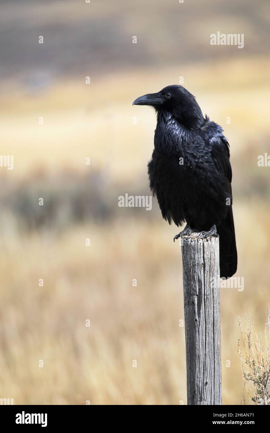 Raven fence hi-res stock photography and images - Alamy