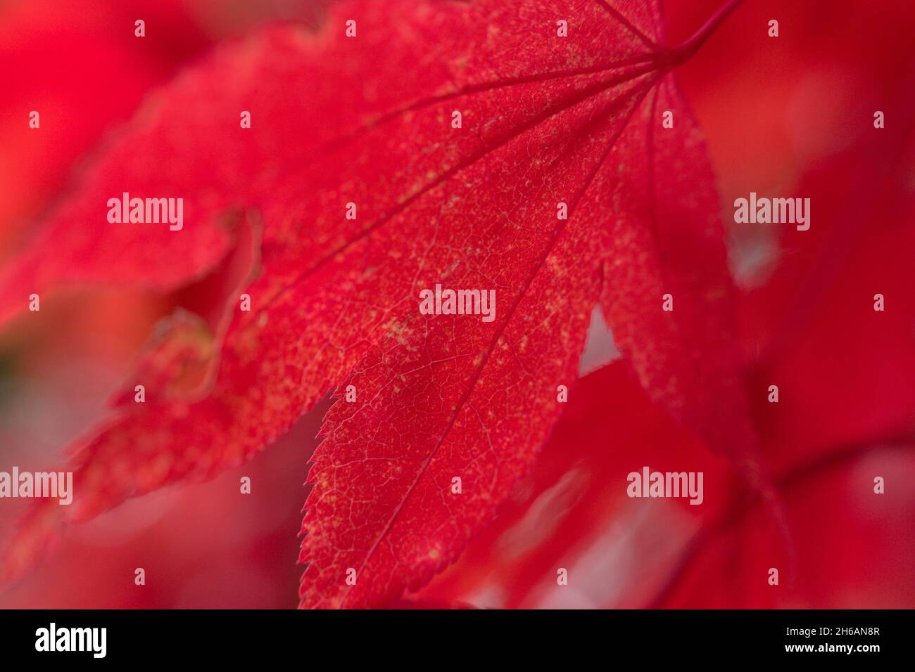 Red acer tree hi-res stock photography and images - Alamy