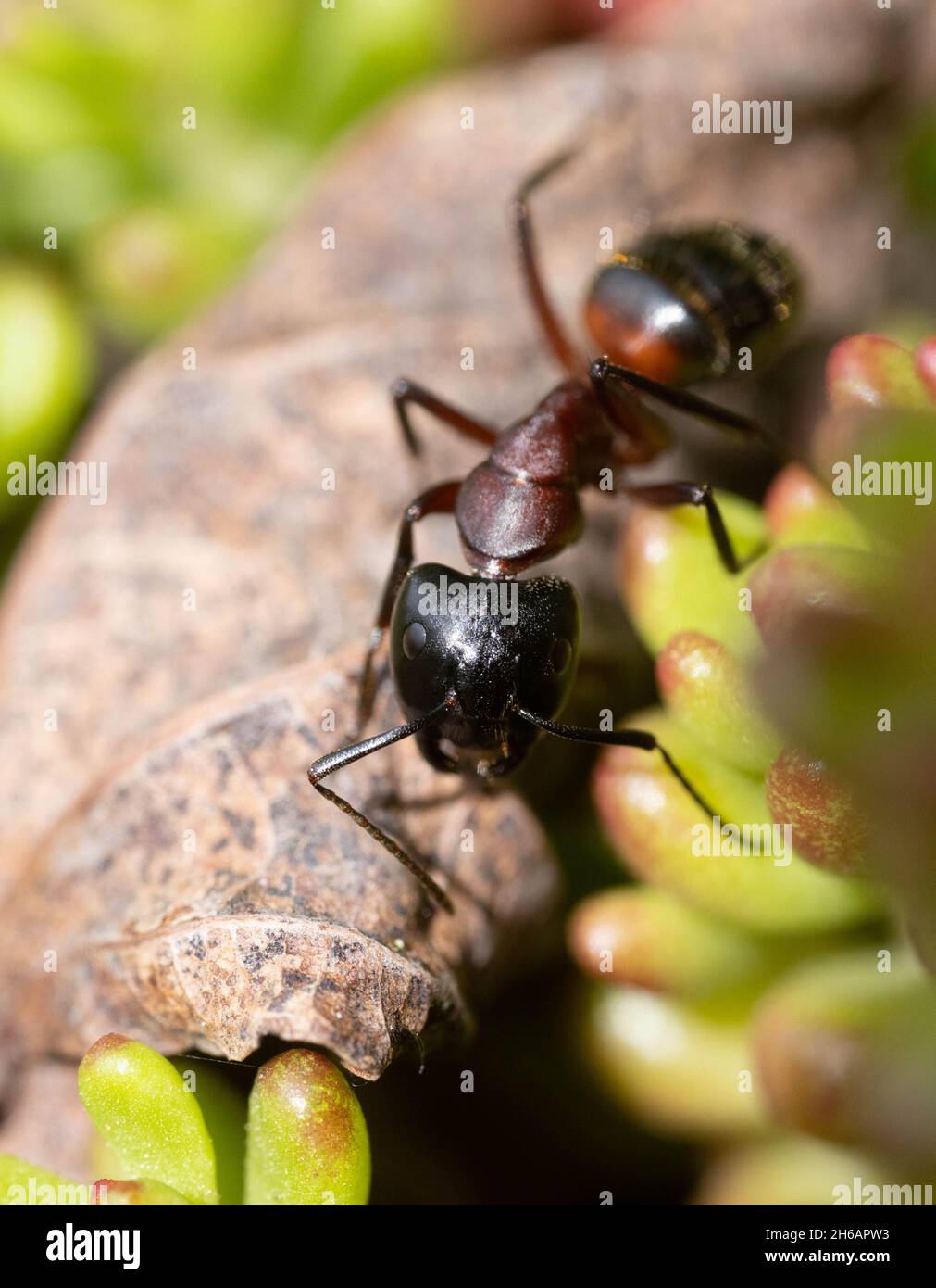 Carpenter ants hi-res stock photography and images - Alamy