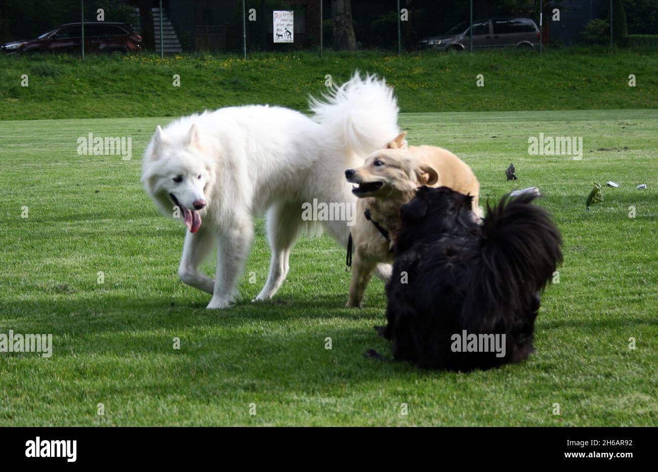 A closeup shot of cute domestic dogs playing with each other in a ...