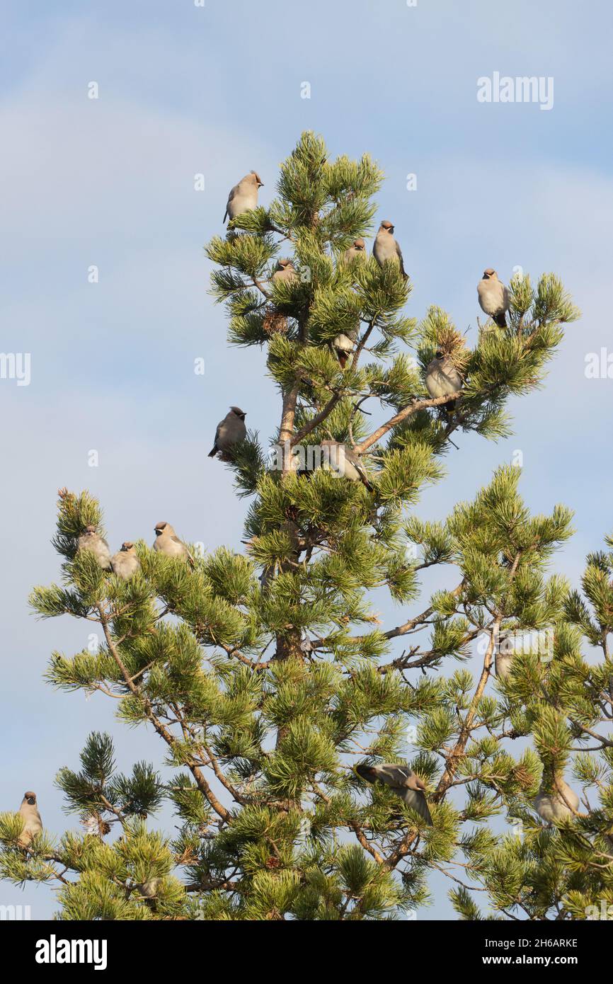 Stopping on northern migration hi-res stock photography and images - Alamy