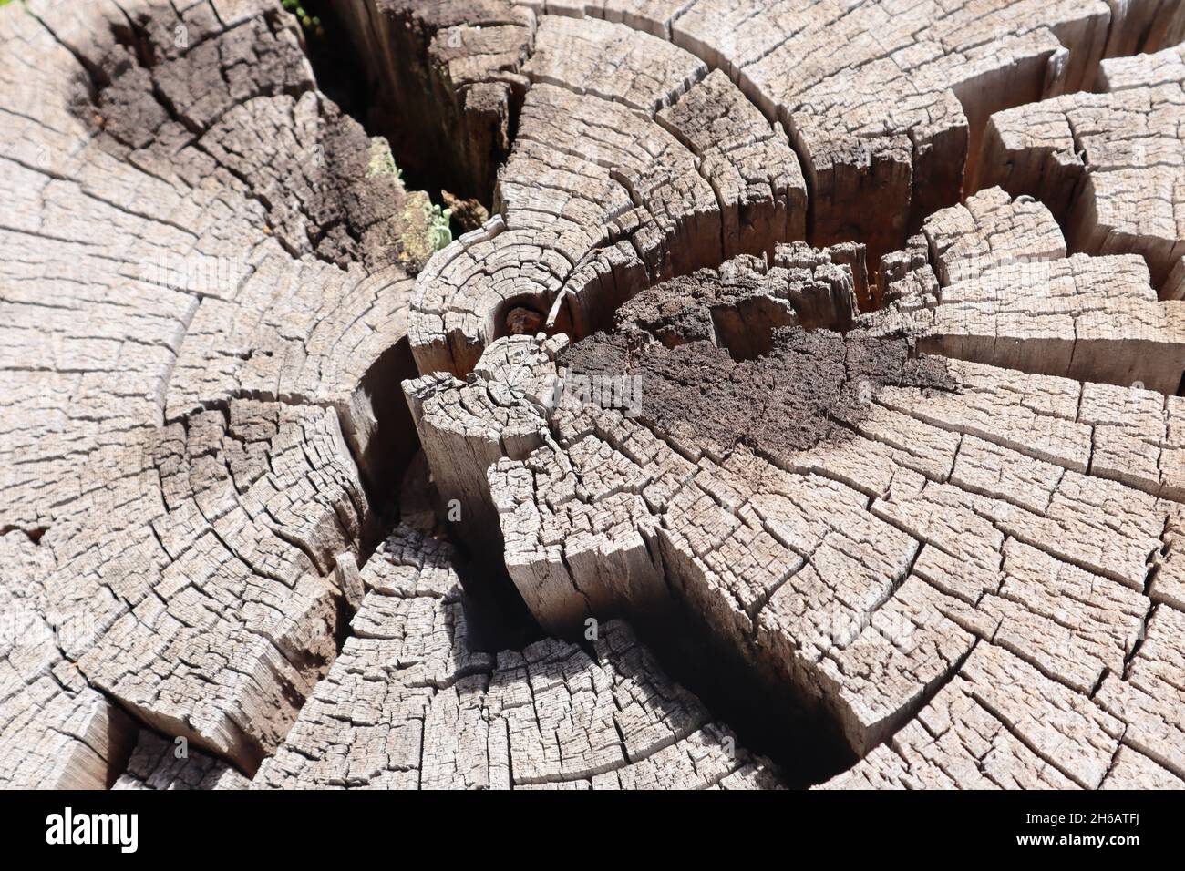 A closeup of a cracked wood grain texture of a log with different ...