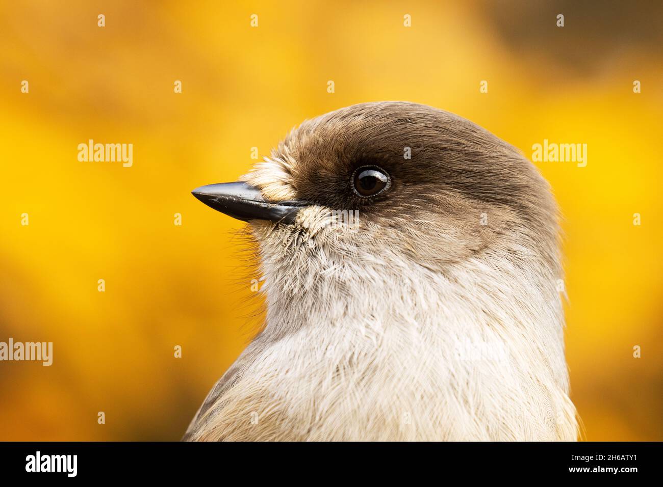 Beautiful portrait of a taiga bird Siberian jay, Perisoreus infaustus ...