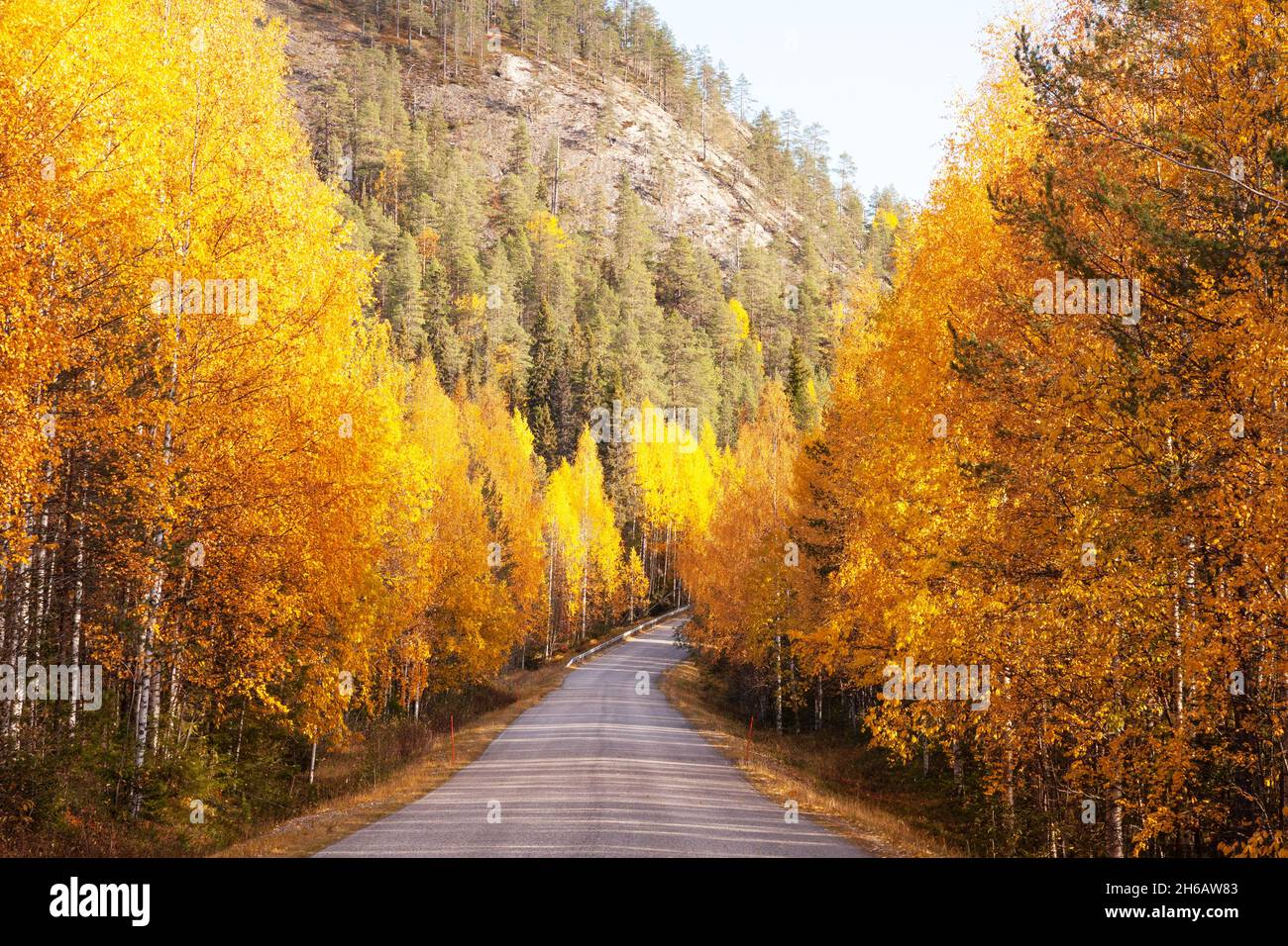 Forest path leading through taiga hi-res stock photography and images ...