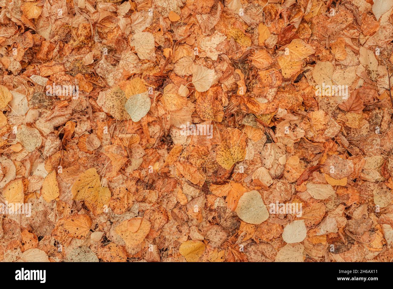 Foliage texture hi-res stock photography and images - Alamy