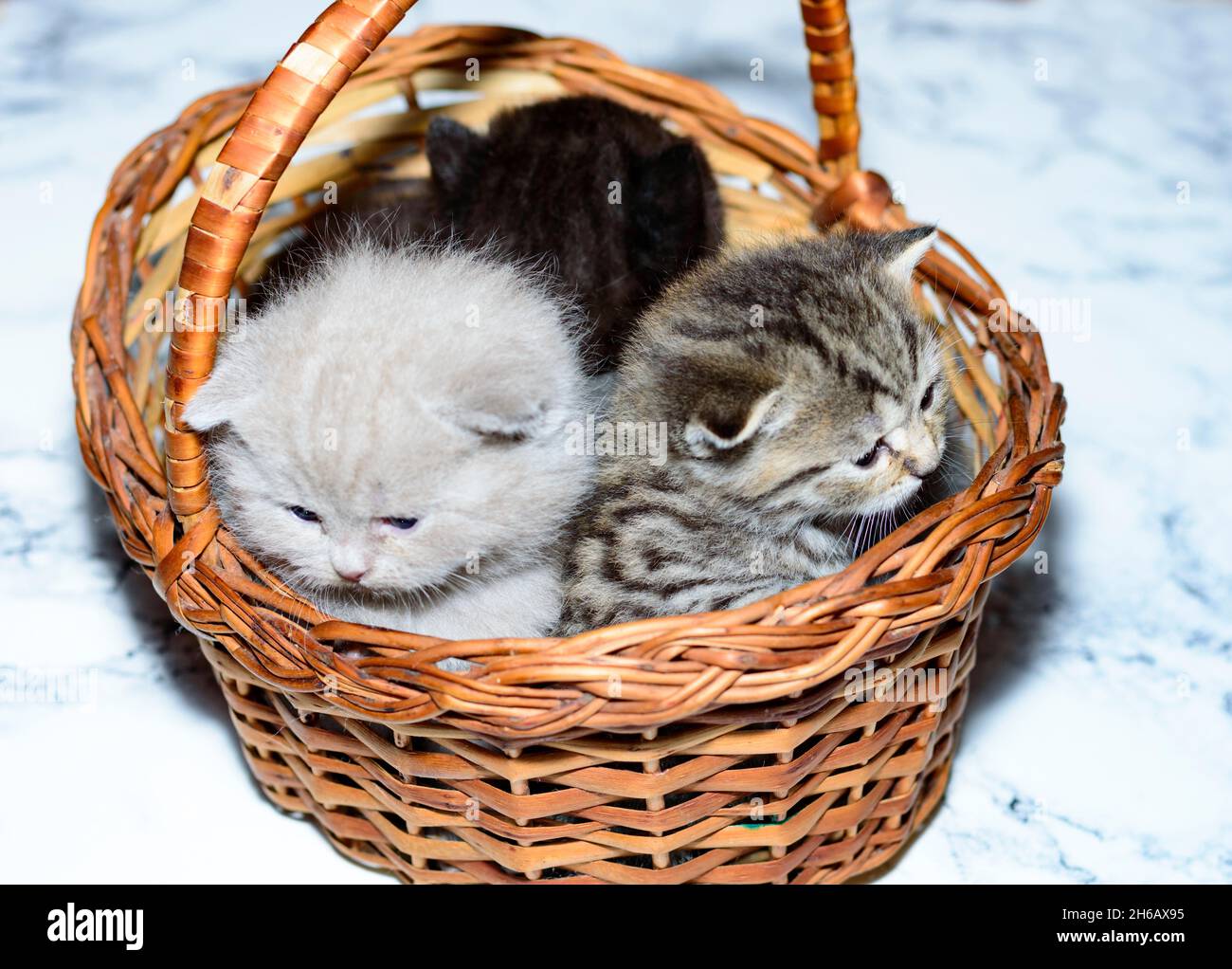 little Scottish kittens in a basket, a pet kitten, a theme of domestic ...