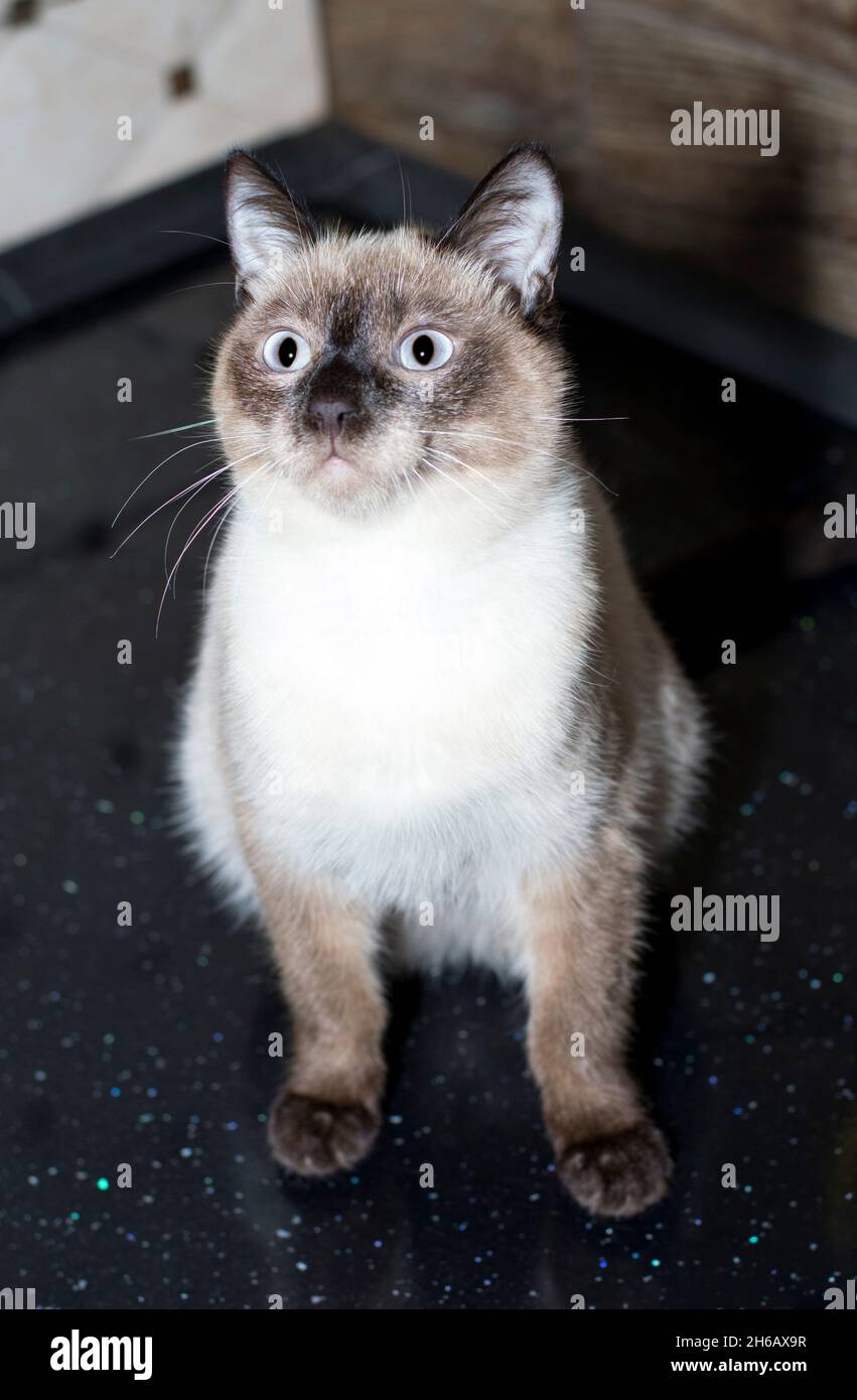 Cream point siamese domestic cat hi-res stock photography and images ...