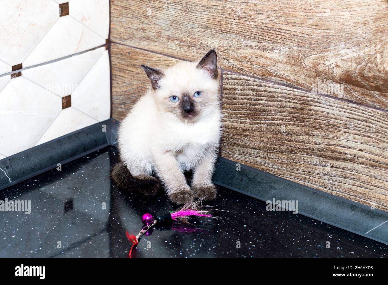 Cream point siamese cat High Resolution Stock Photography and Images ...
