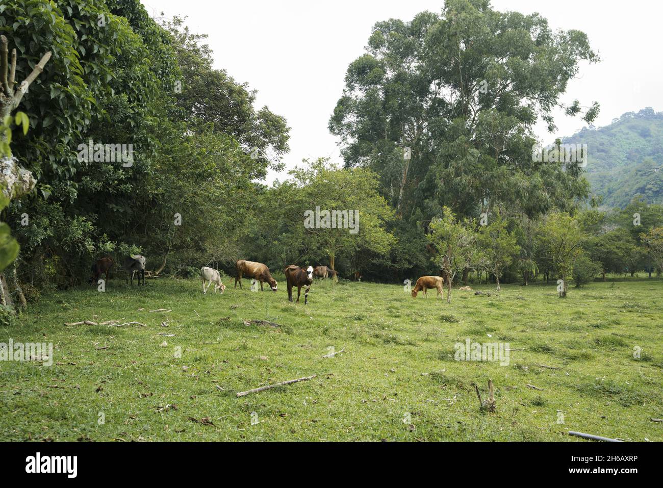 A group of cows pasturing in a green farm Stock Photo - Alamy