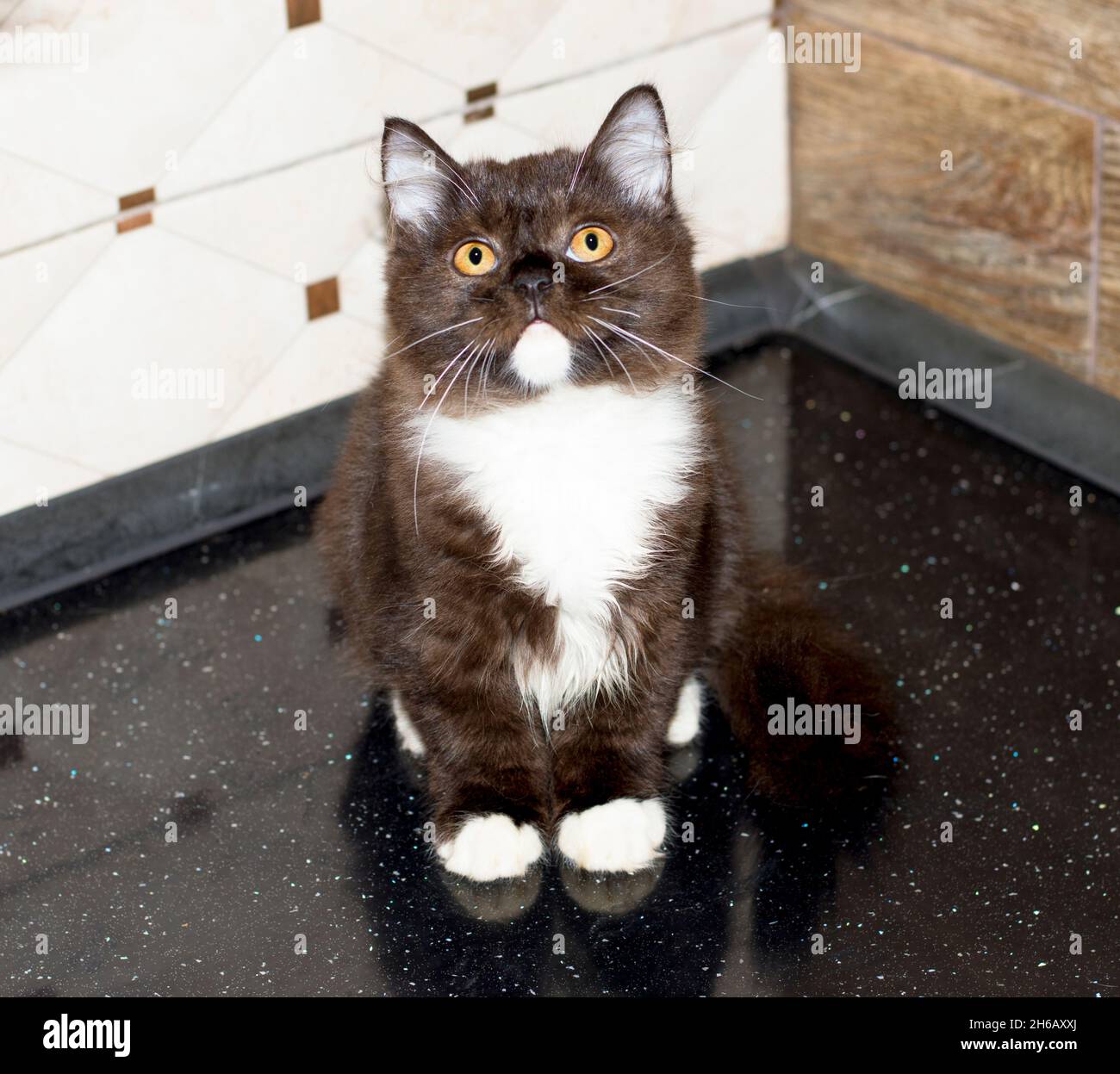 Scottish kitten brown bicolor Highland straight on the table, domestic ...