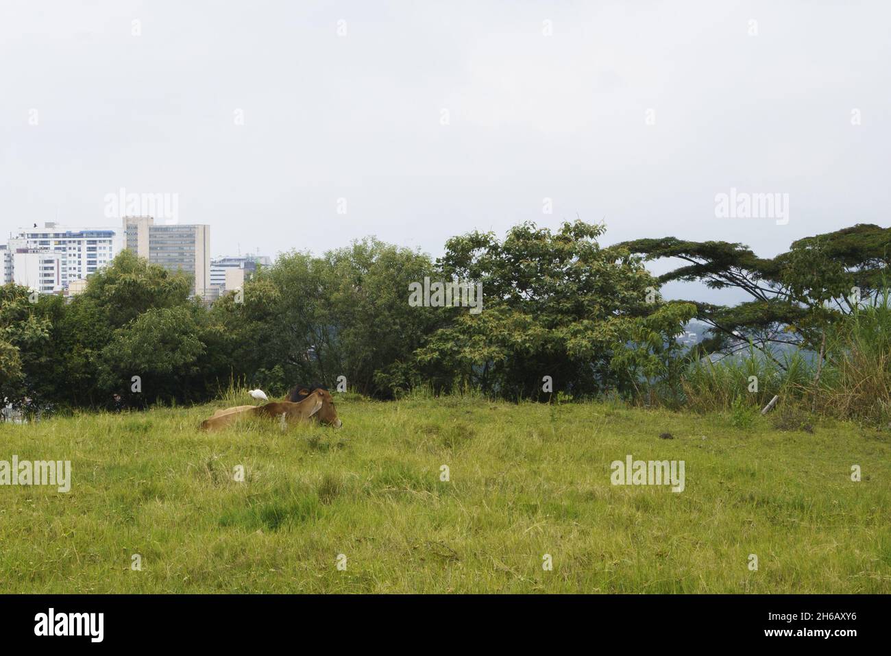 A group of cows pasturing in a green farm Stock Photo - Alamy