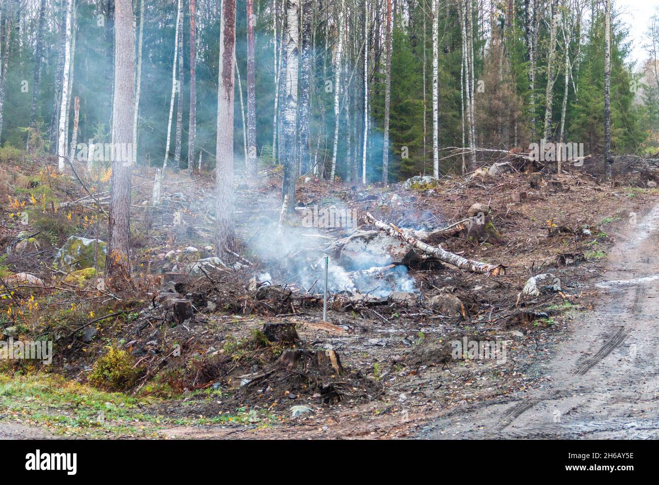 The smoke development after trees have been burned down in the forest ...