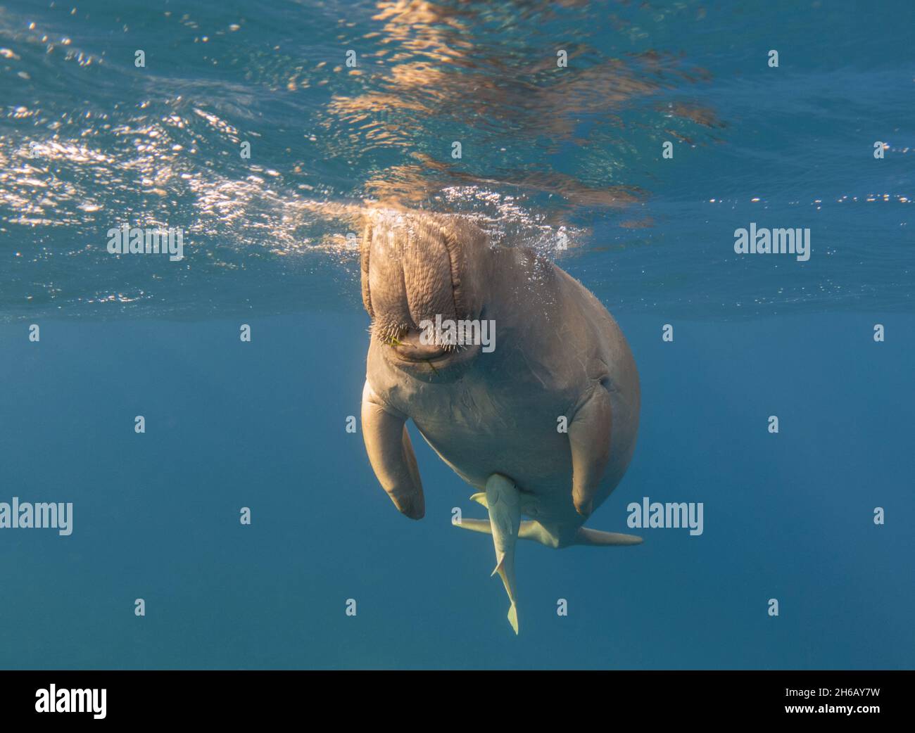 The dugong breathes near the surface of the water. Front view. Sea cow ...