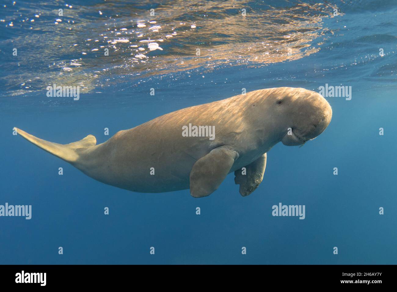 Calm dugong near the ocean surface. Cute marine animal. Rare sea mammal ...