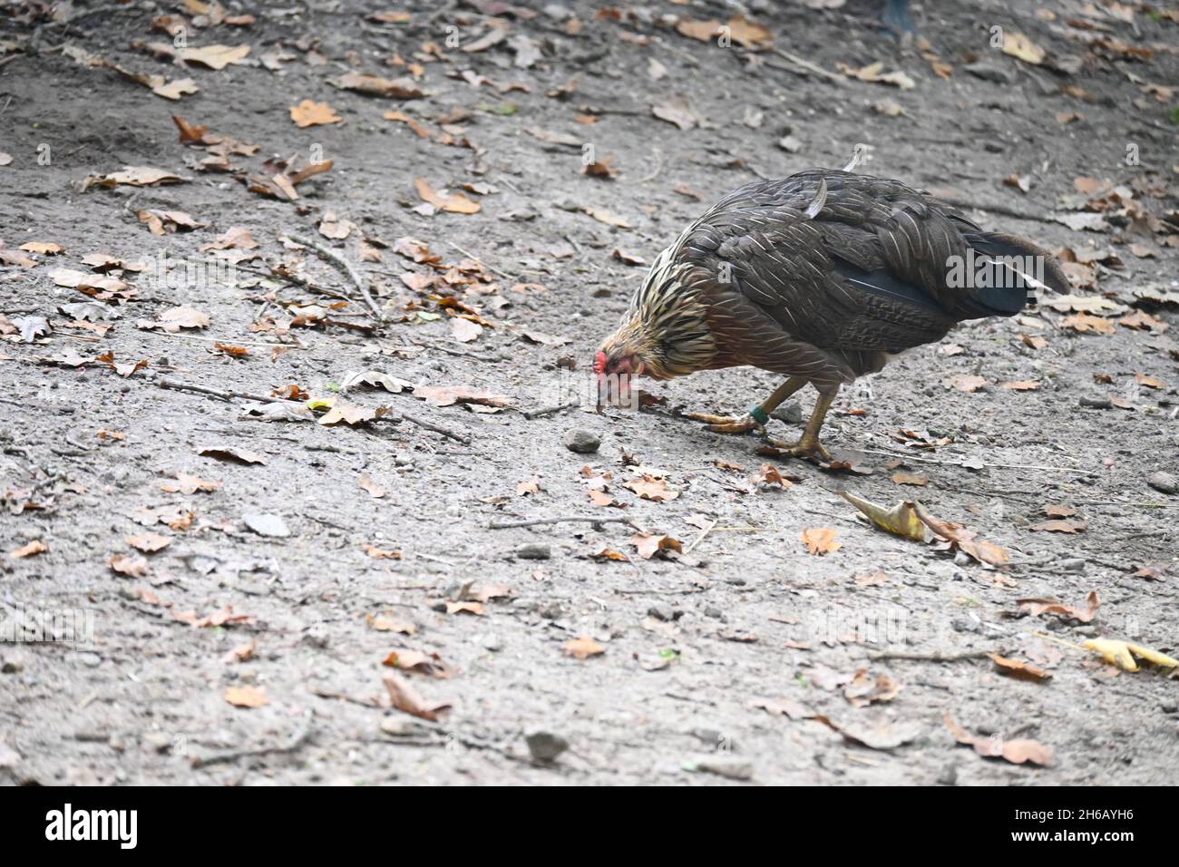 A gray junglefowl eating from the ground Stock Photo - Alamy