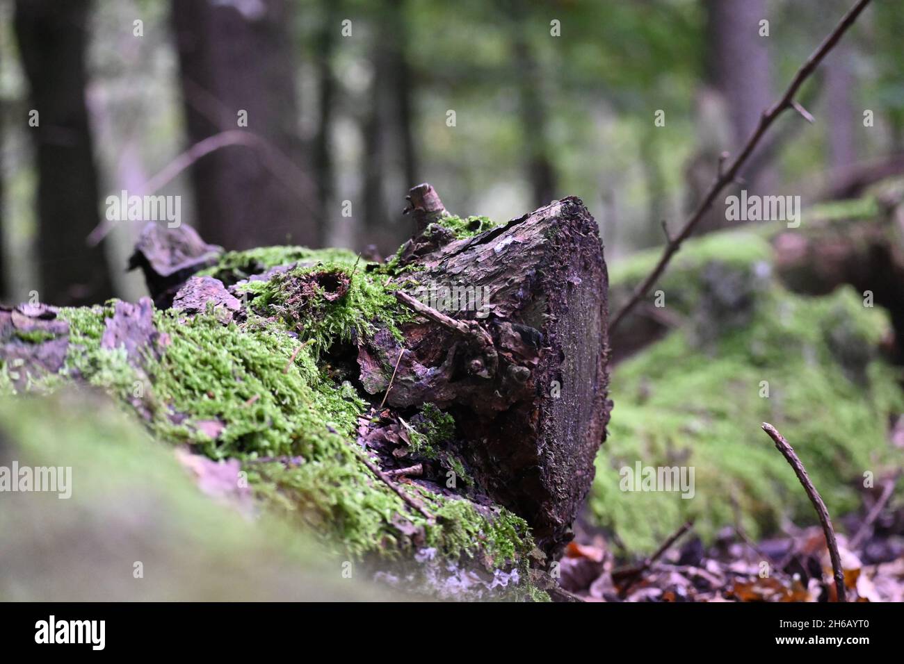 A closeup shot of dead tree trunk covered with moss Stock Photo - Alamy