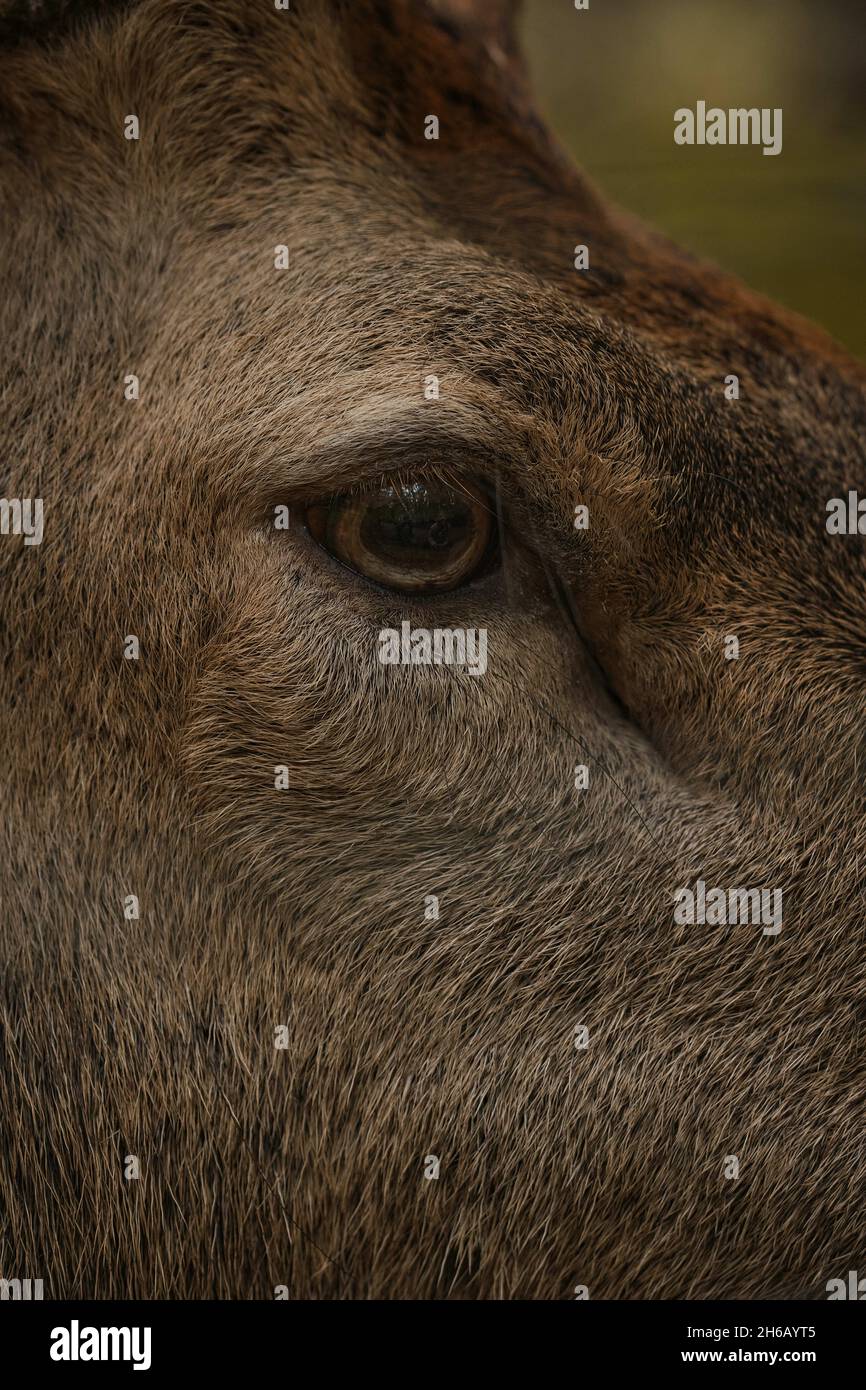 Buck eye hi-res stock photography and images - Alamy